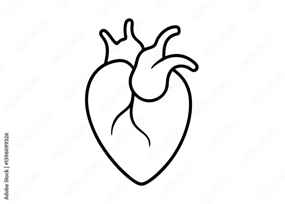Anatomical Heart Illustration: A detailed line drawing of a human heart ...