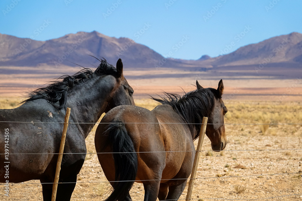 These highly adaptable and feral desert horses have managed to survive ...