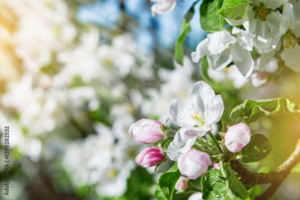 Blooming white apple blossom on background of blue sky. Happy Passover ...