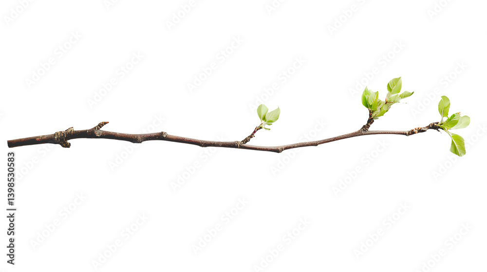 a small branch of a tree with no leaves on a transparent background ...