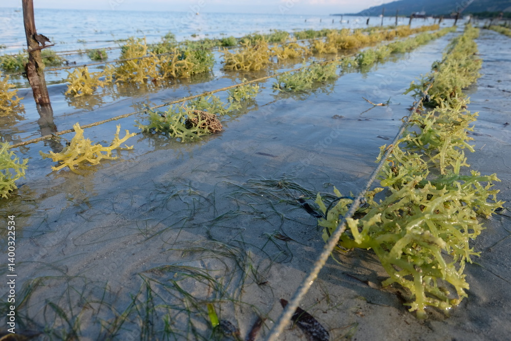 Seaweed farming with seaweed plants growing on lines at low tide on ...
