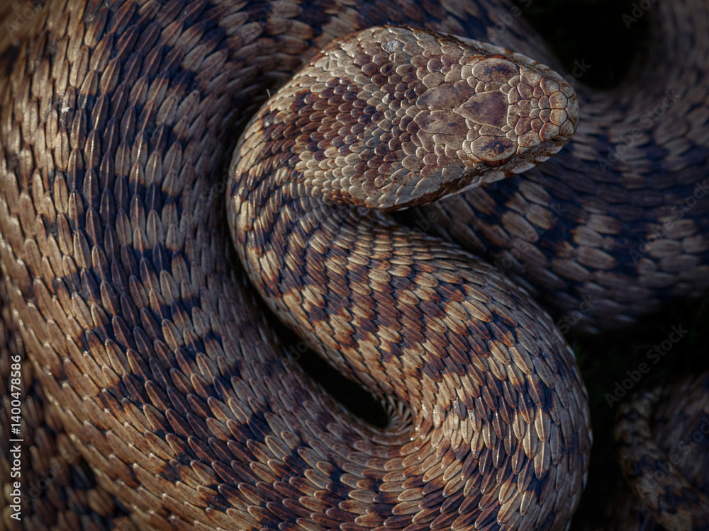 Foto de Stock Dorsal pattern on a common adder (Vipera berus) | Adobe Stock