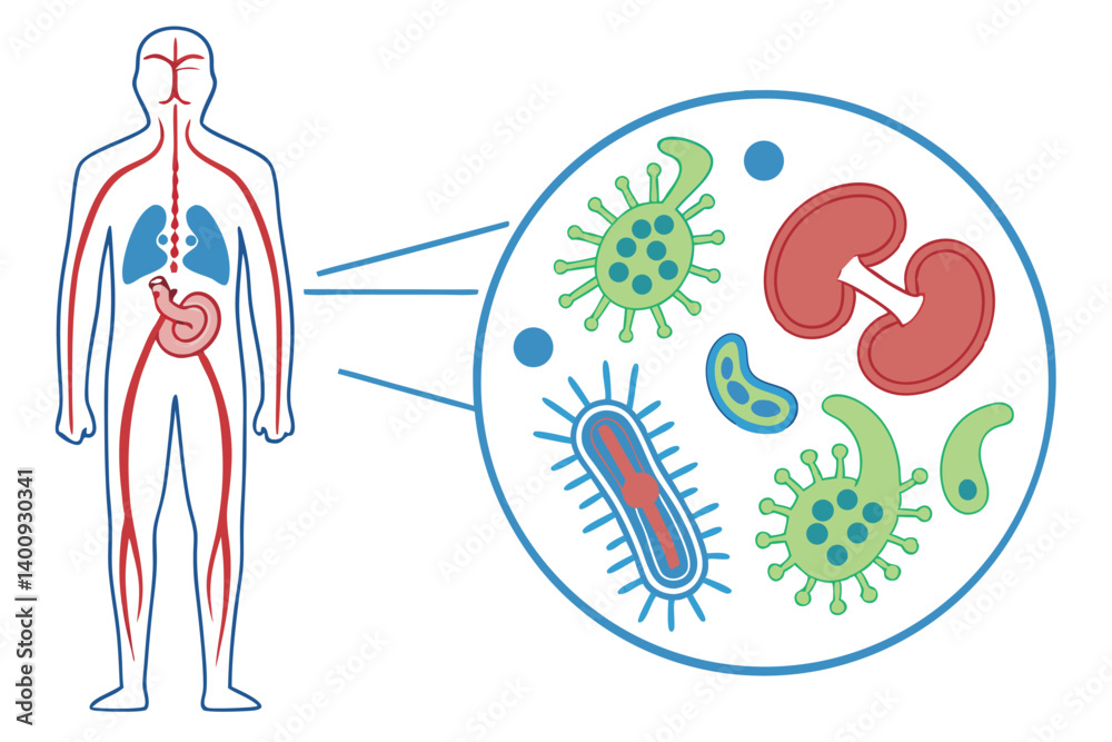 Vector de Stock 8 Medical illustration, human kidneys and bladder ...