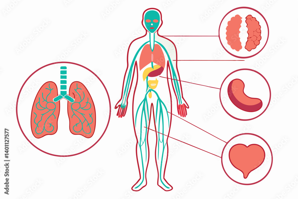 19 Human anatomy, internal organs diagram, heart, lungs, pancreas ...