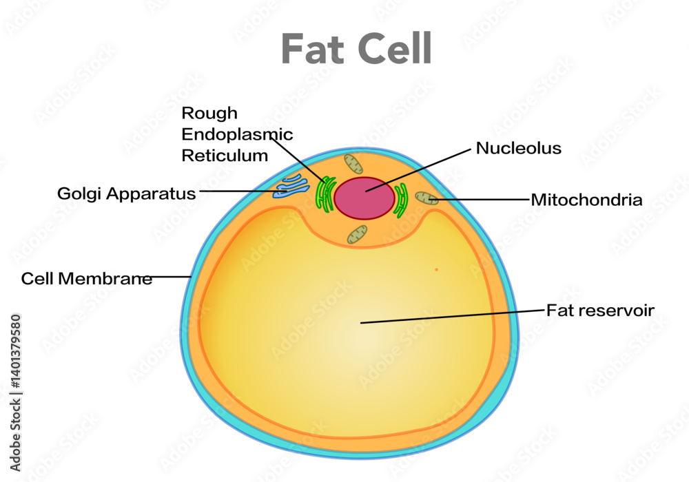 Fat cell, adipocyte structure. Cell anatomy,.They are cells that form ...