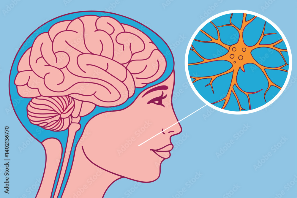 73 Medical illustration, human brain anatomy, neuron synapse close-up ...