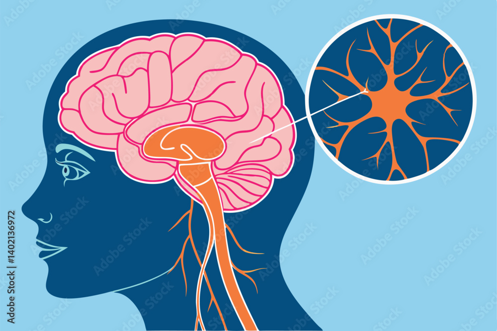 73 Medical illustration, human brain anatomy, neuron synapse close-up ...