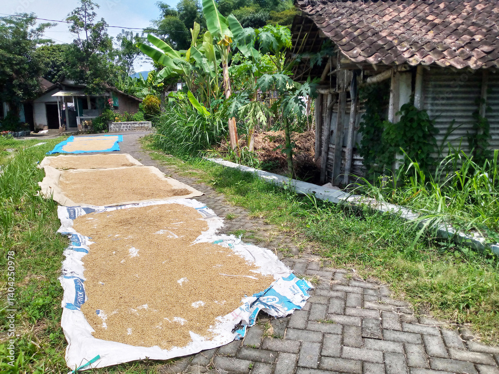 Traditional rice drying process on plastic sheets under the sun in a ...