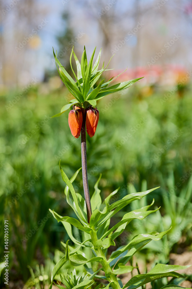 Fritillaria imperialis growing in the garden. Crown imperial is a ...