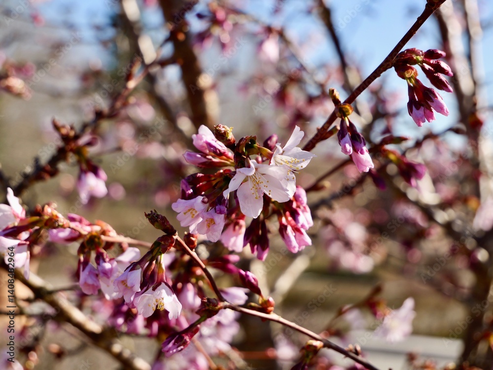 Pink cherry blossom of the Japanese alpine cherry, Prunus nipponica var ...