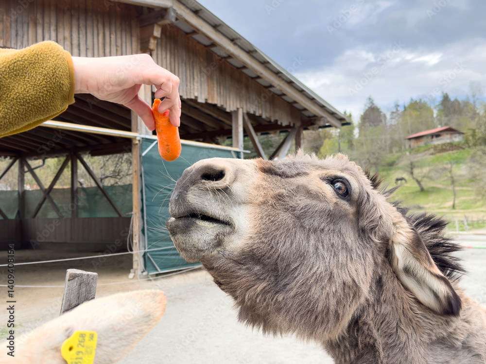 Donkey reaching for carrot at rural farm with rustic barn in background ...