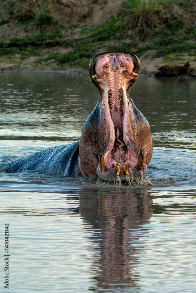 Hippopotamus in Manyeleti Game Reserve in the Greater Kruger Region in ...