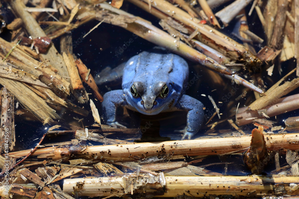 Blue male moor frog in a pond during mating season in Germany ...
