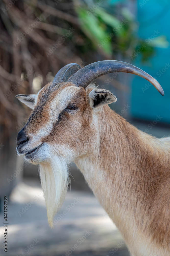 Pygmy goat is a small, hardy breed of domestic goat known for its ...