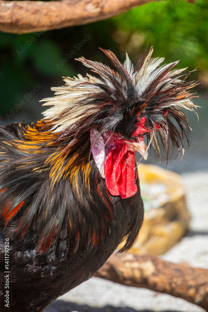 Polish chicken is a European breed of crested chicken. Its origins are ...