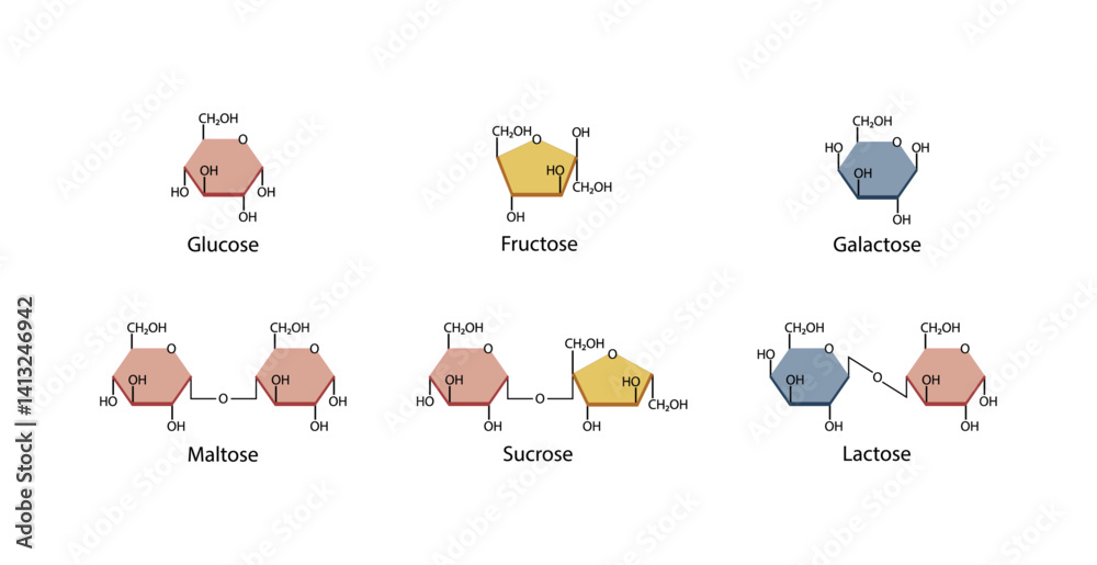 Стоковое векторное изображение «Carbohydrates Digestion. Maltase ...