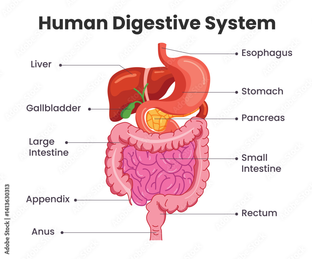 Human digestive system chart clipart. Digestive system drawing clip art ...
