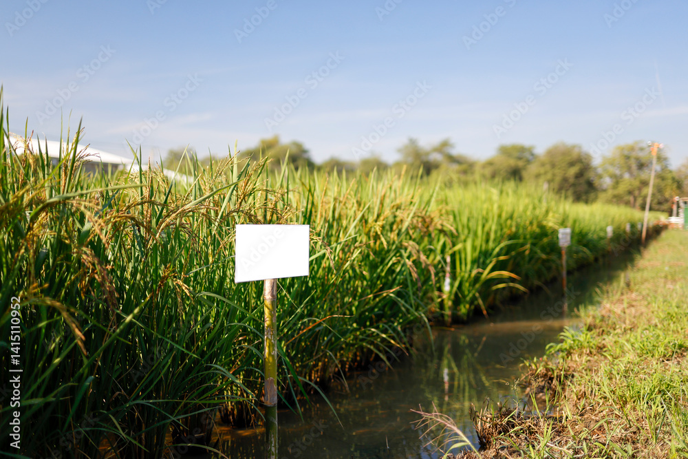 Rice fields and empty white signs. Stock Photo | Adobe Stock