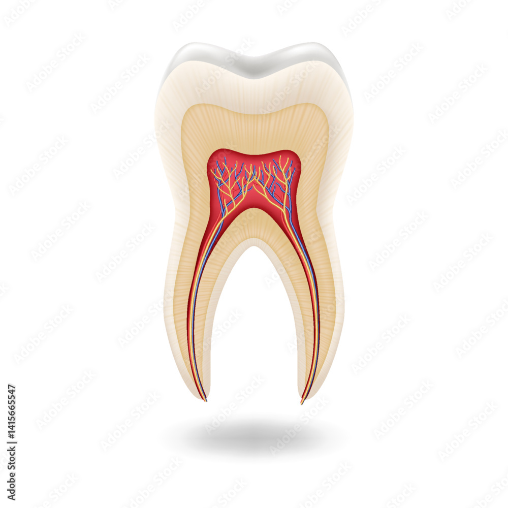 Illustrated crosssection showing human tooth anatomy with root canals ...