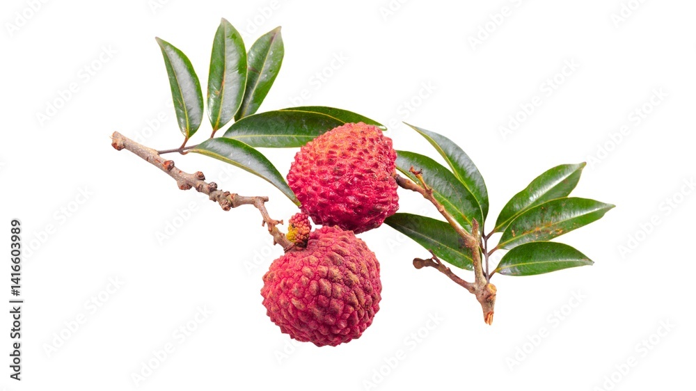 High-resolution image of fresh lychee fruit isolated on a clean white ...