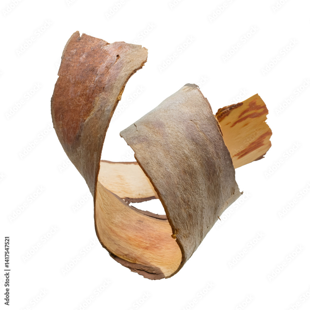 Eucalyptus bark strip peeled from trunk rotating on transparent ...