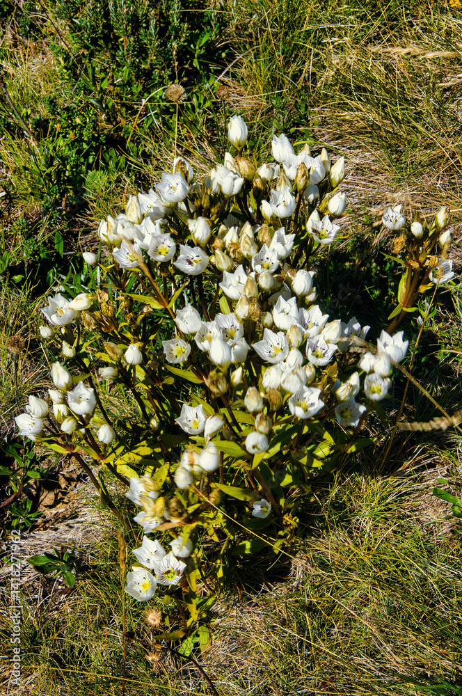 The Tasmanian mountain gentian (Gentianella diemensis), an alpine ...