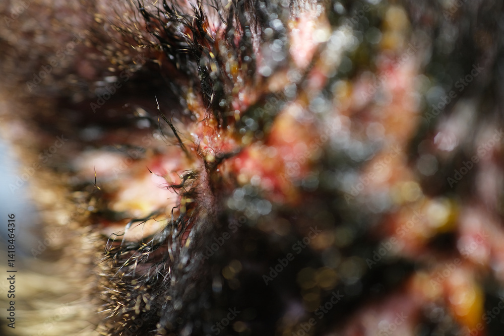 Cat fights are a common cause of wounds in cats. Wounds from a fight ...