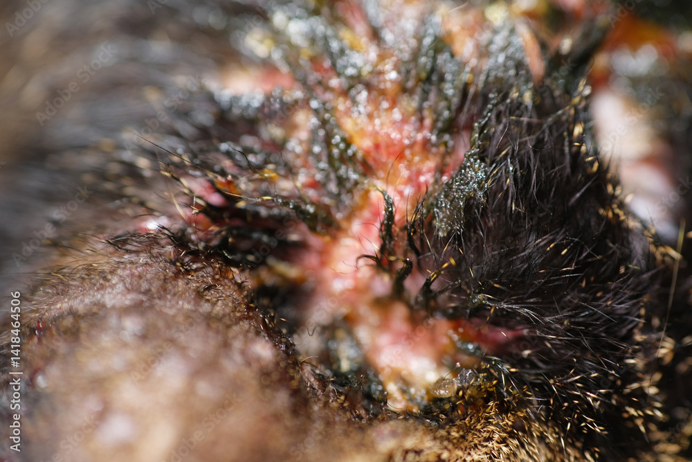 Cat fights are a common cause of wounds in cats. Wounds from a fight ...