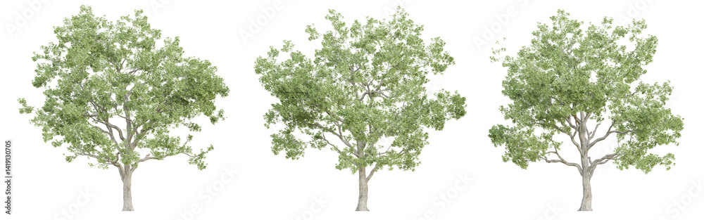 3d quercus robur trees on transparent background, png plant. Stock ...