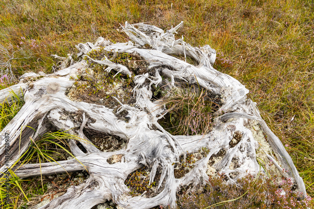 Foto de Stock Macro shot of ancient tree roots with deep veins ...
