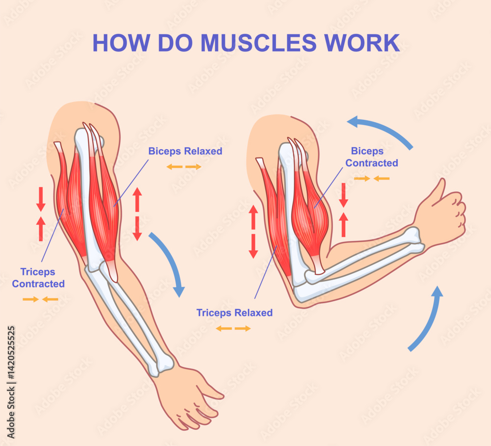 How do muscles work. Educational anatomical diagram showing process of ...