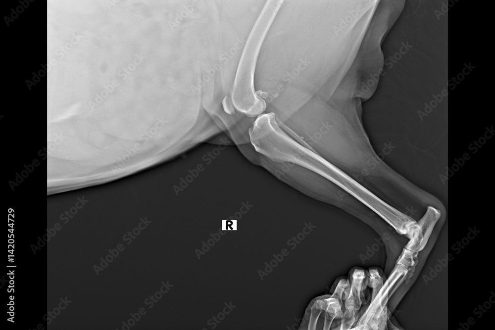 Canine Hip X Ray Showing Pelvic Anatomy, Veterinary Radiology of Dog ...