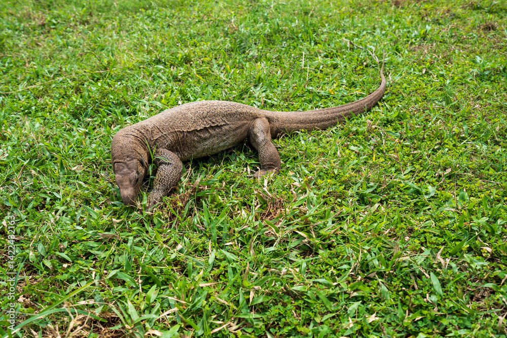 Thalagoya, Sri Lankan monitor lizard, spotted near Galle Fort—an iconic ...
