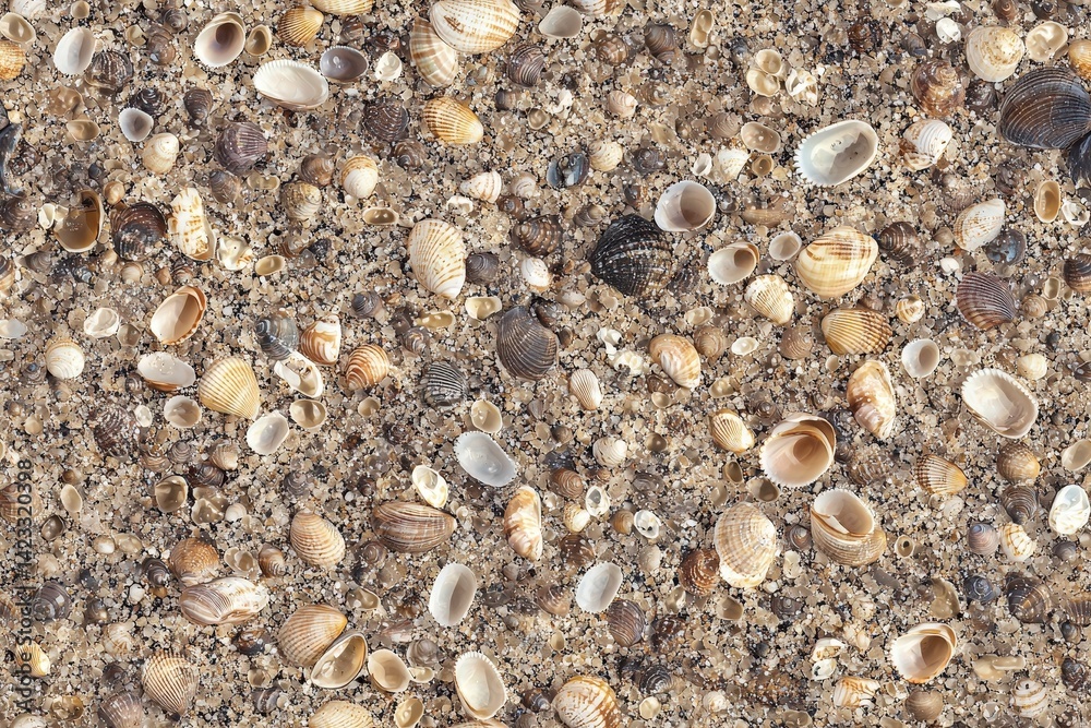 Collection of sea shells on sand beach top view seamless texture map ...
