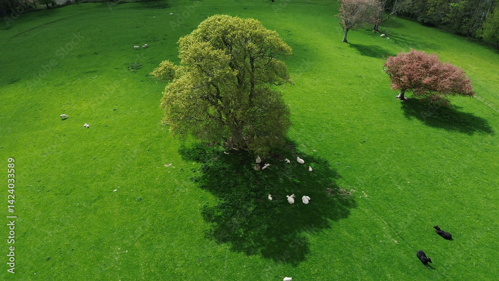 Aerial view of Glan Gwan, Caernarfon, capturing sheep under tree shade ...