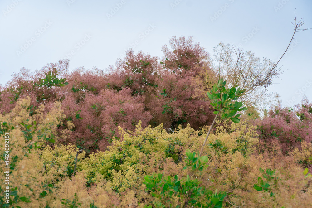 Flowering bush smoke tree of red cotinus coggygria. Beautiful fluffy ...