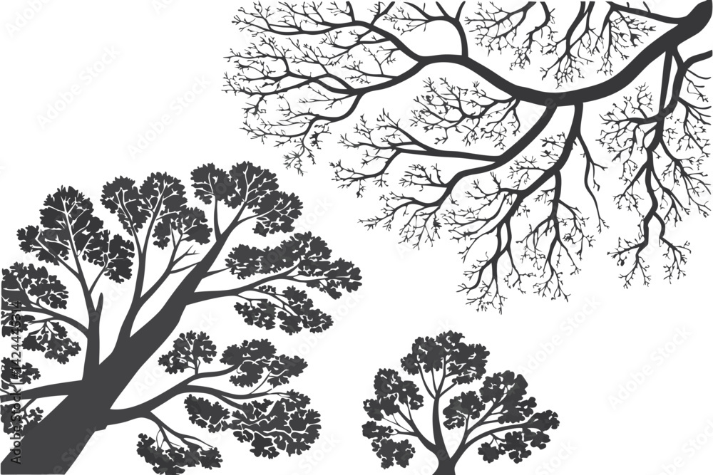 33 Trees from above, aerial view, top-down perspective, black and white ...