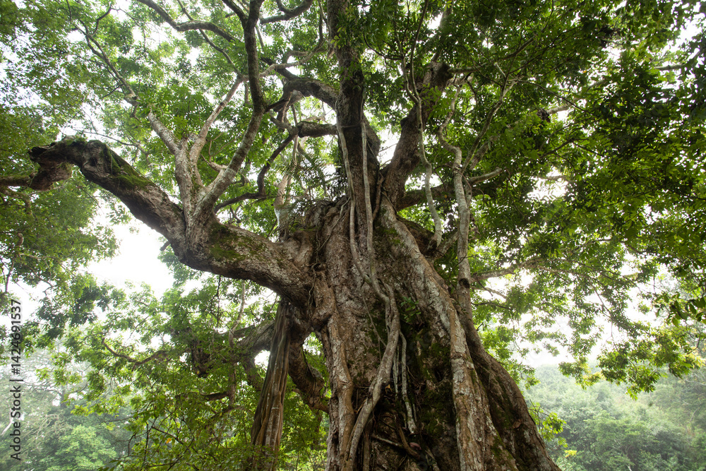 A wild jungle in Uganda. A vegetation in Uganda's rainforest. African ...