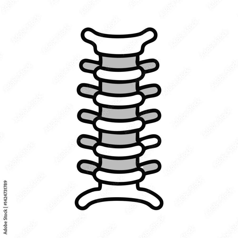 Cervical Spine Illustration: Human Vertebrae, Spinal Cord Anatomy Stock ...