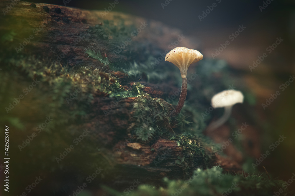 Foto The mushroom Lichenomphalia umbellifera also known as the lichen ...