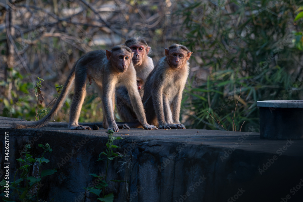 A group of bonnet macaques closely huddled together on a stone platform ...