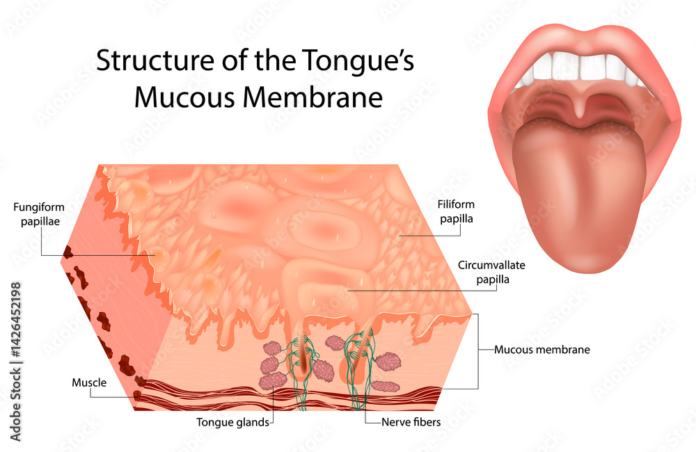 Cross-Sectional Anatomy of Tongue Mucosa with Papillae and Nerves ...