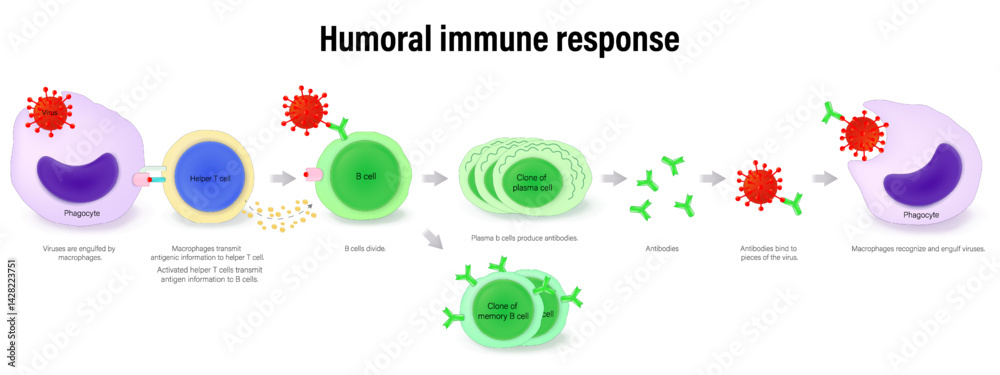 Stages of humoral immunity. Humoral immune response. Human immune ...