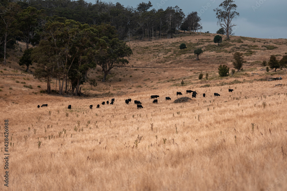 pasture and grasses growing on a regenerative agricultural farm. native ...