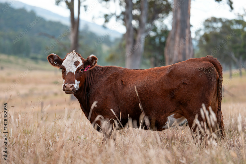 Beef cows and calves grazing on grass on a beef cattle farm in ...