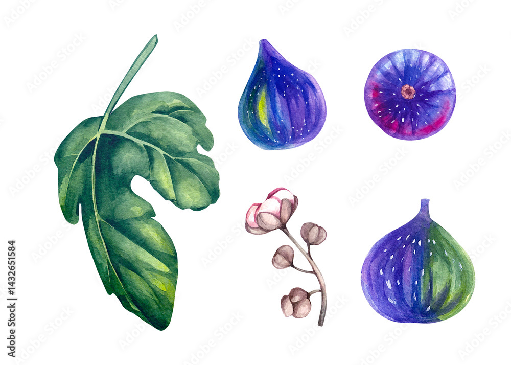 Fig fruit exotic tropical fruit. Watercolor hand drawn fig isolated on ...
