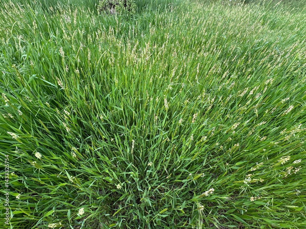 Alopecurus myosuroides grass in bloom. Close-up. It is also known as ...