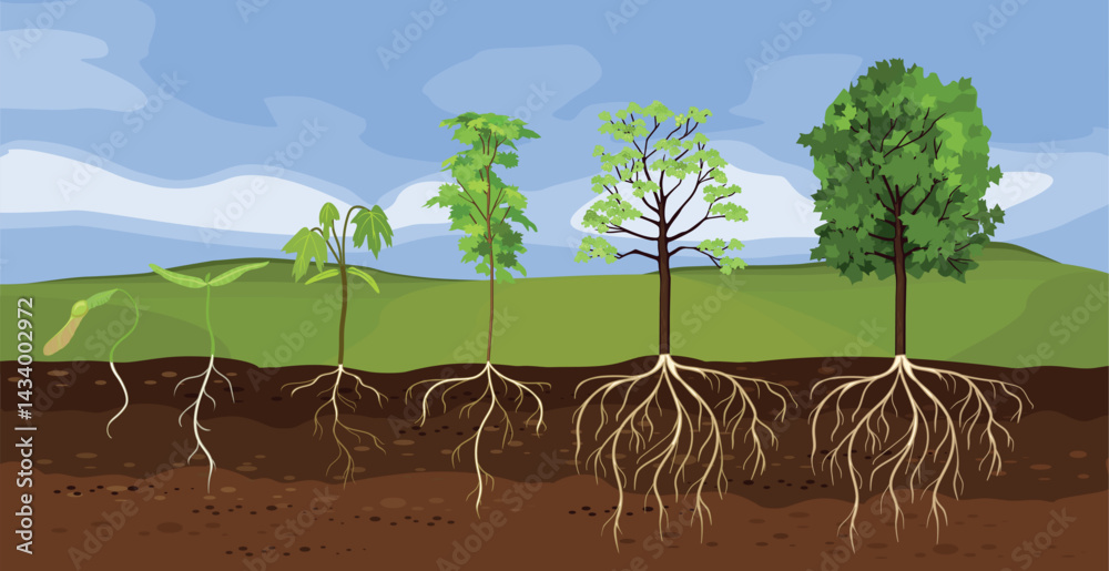 Summer landscape with life cycle of maple tree (Acer platanoides ...