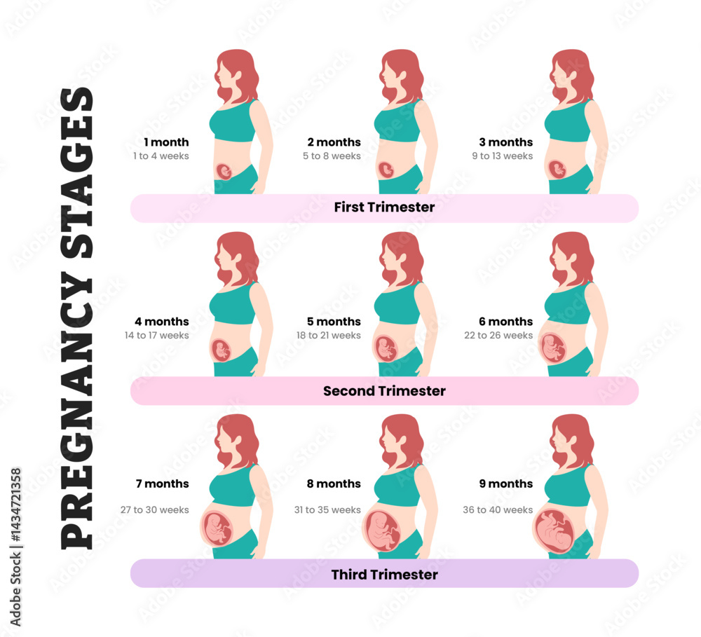 Stages of pregnancy stages process poster guide month by month ...