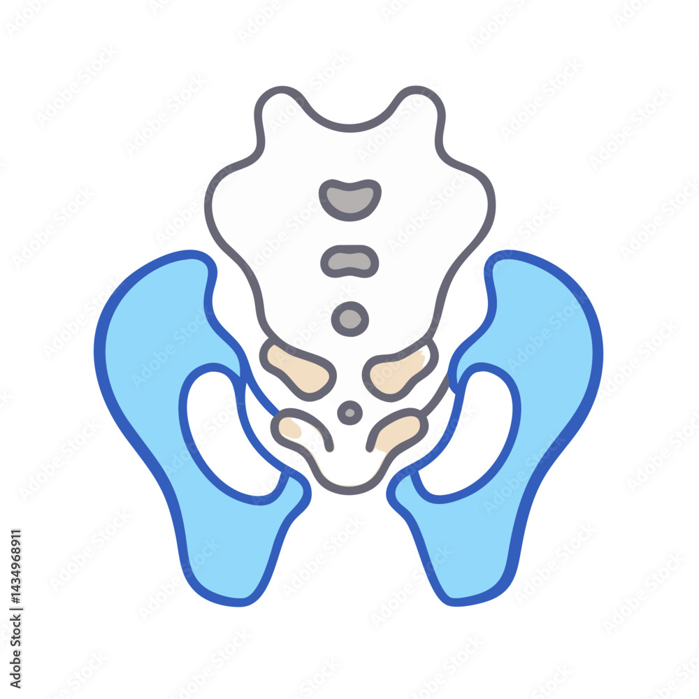 Anatomical illustration of the human pelvis on black background Stock ...